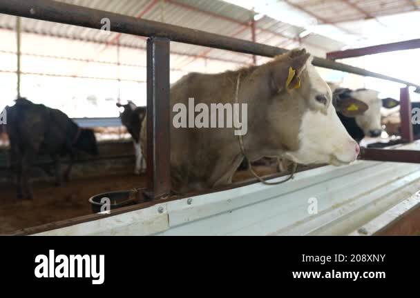This closeup view of cows in a barn highlights key aspects of livestock ...