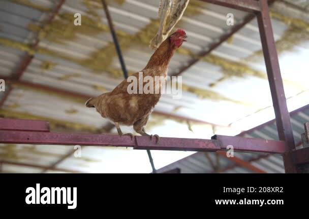 A proud brown hen stands confidently on a wooden bar in a rustic barn ...