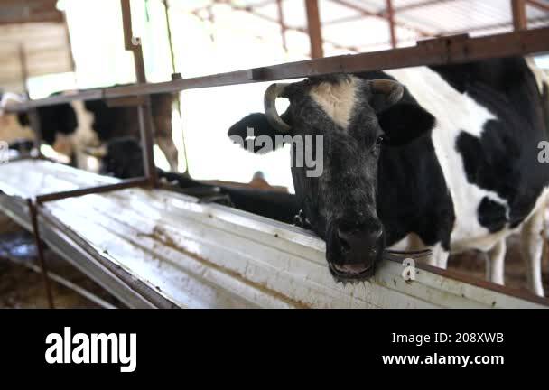 A closeup view of a dairy cow inside a barn, emphasizing sustainable ...