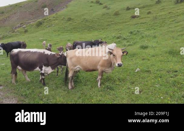 Ecological farming. Free cows on organic natural eco animal farm freely ...