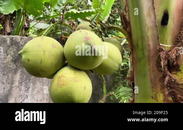 large coconuts on a palm tree close-up Stock Video Footage - Alamy