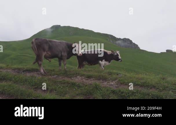 Ecological farming. Free cows on organic natural eco animal farm freely ...