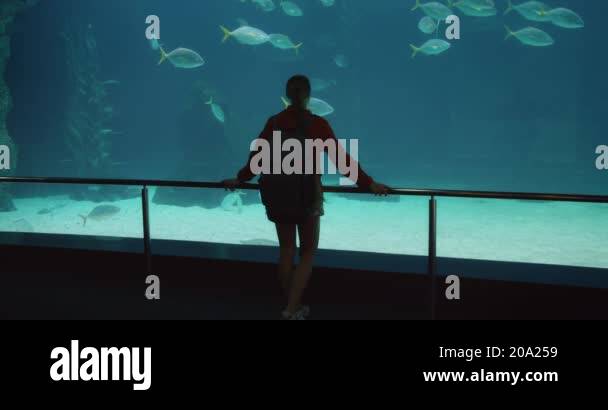 Person standing in front of a large aquarium observing swimming fish ...