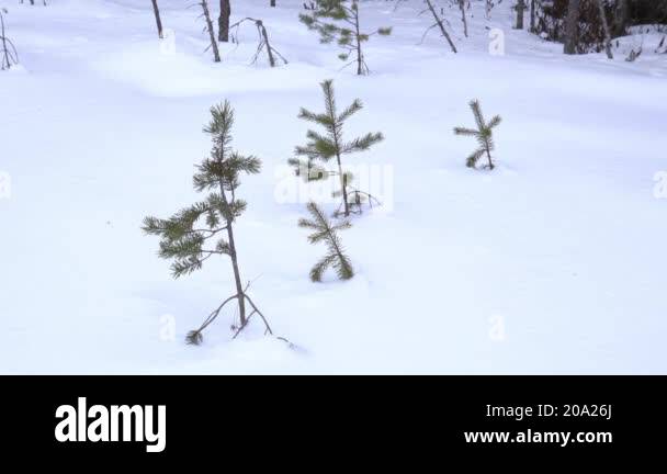Handheld video of tree saplings in snow in Finland in winter Stock ...