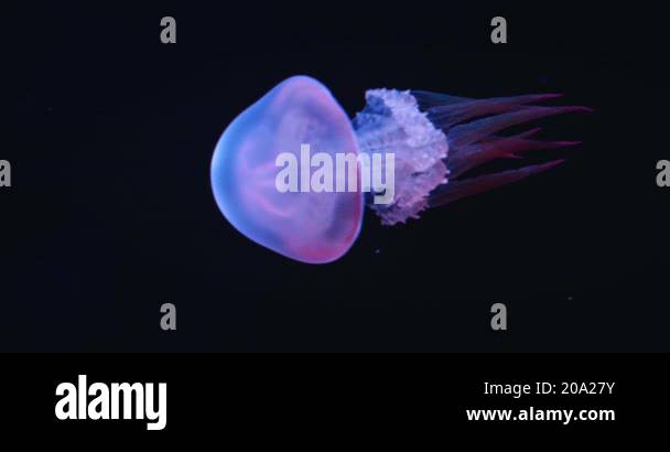Close-up of a single jellyfish with a reddish-pink core and flowing ...