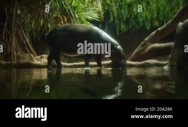 A pygmy hippo in a lush forest habitat by a stream Stock Video Footage ...