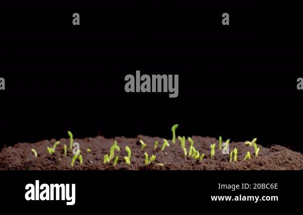 Beautiful Time Lapse of Growth Green Peas Beans Plants Against a Black ...