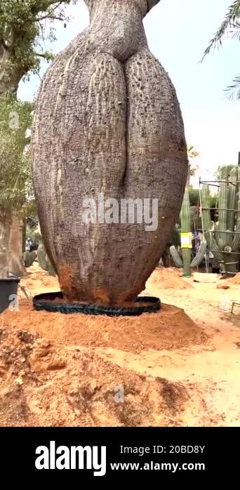 Market filled with rare baobab trees for urban landscaping, market promoting bold tree solutions ...