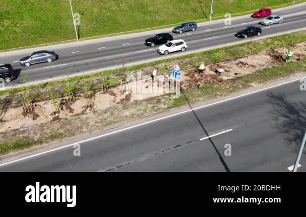 Aerial view of workers planting trees along a highway median with cars ...