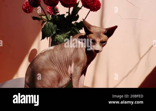 A bald Canadian Sphynx cat sniffing red flowers in a green vase. A bouquet of dahlias at home ...