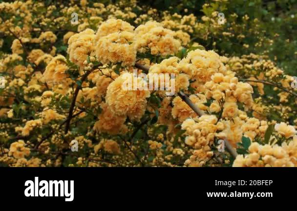 Lady Banks Yellow Climbing Rose with blossoming fresh flowers on a twig ...