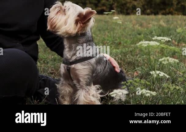 A Yorkshire Terrier dog sits on the green lawn with owner. A human ...