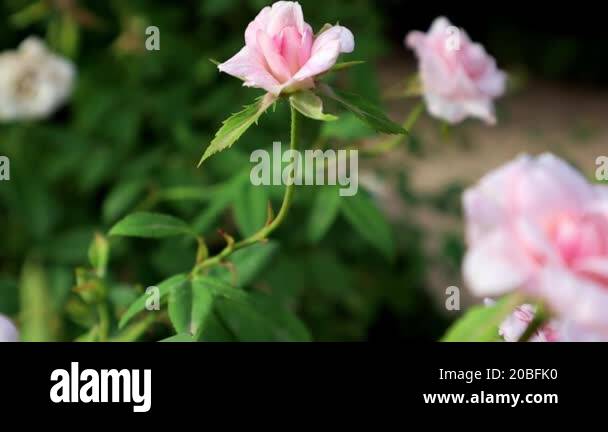Gorgeous pink rose flower buds on a blossoming shrub in spring rosarium ...