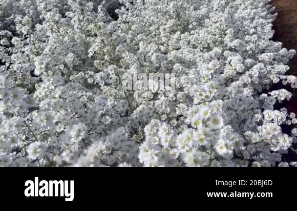 A serene display of delicate white blossoms densely packed together ...