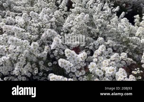 A serene display of delicate white blossoms densely packed together ...