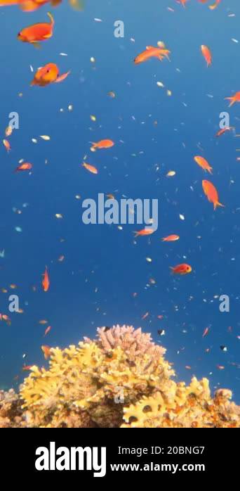 Underwater Colorful Tropical Coral Reef. Coral Garden Seascape. Slow ...