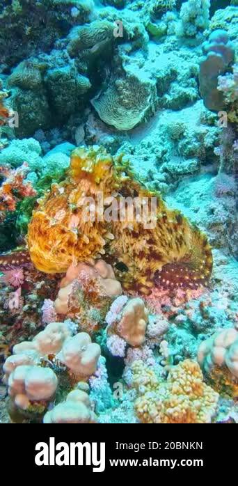 Underwater Colorful Tropical Coral Reef. Coral Garden Seascape. Slow ...