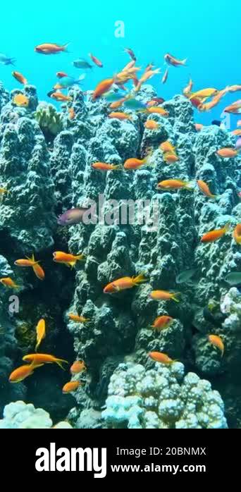 Underwater Colorful Tropical Coral Reef. Coral Garden Seascape. Slow ...
