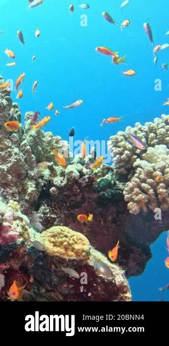 Underwater Colorful Tropical Coral Reef. Coral Garden Seascape. Slow ...