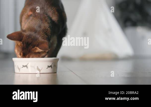Cat coming to its bowl for eating tasty dinner. Beautiful Abyssinian ...
