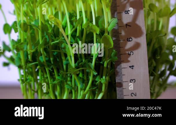 Close-up. Process of measuring height of young green sprouts using ...
