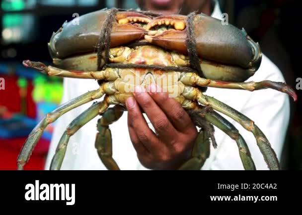 Large Live Crab with Tied Claws Held by a Seller at Fish Market. Exotic ...
