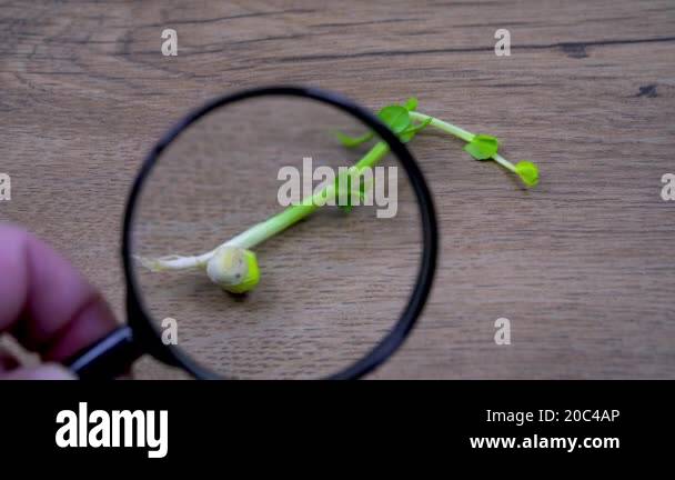Close-up. Process of measuring height of young green sprouts using ...
