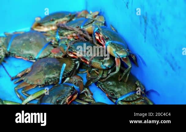 Freshly Caught Crabs with Tied Claws in Blue Plastic Container: Indian ...