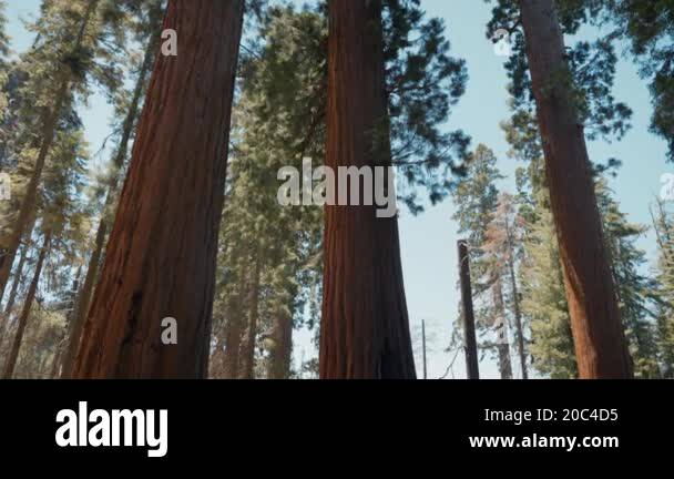 Giant redwood pines sequoia trees, Sequoia National Park, California ...