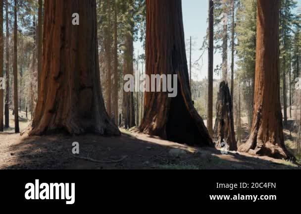 Giant redwood pines sequoia trees, Sequoia National Park, California, USA. The Sentinel Giant ...