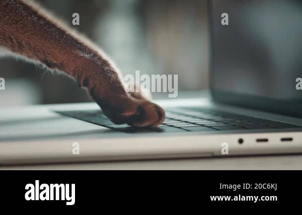 Cat paws typing on keyboard. Ruddy cat using the laptop keyboard ...