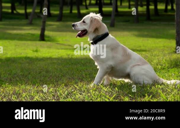 A captivating slow-motion video of a golden retriever playing fetch ...
