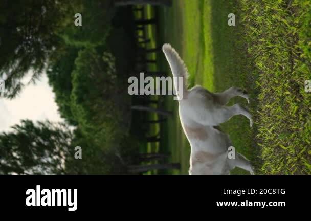 A captivating slow-motion video of a golden retriever playing fetch ...