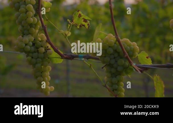 Green grape vines in vineyard at sunrise agriculture landscape plant ...
