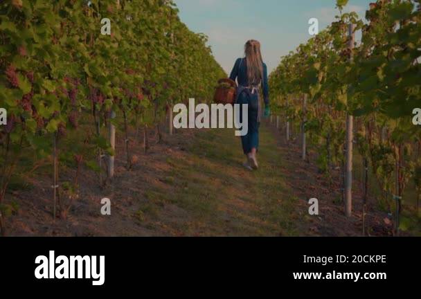 Shot back young farmer woman walk with grapes harvest on the vineyard ...