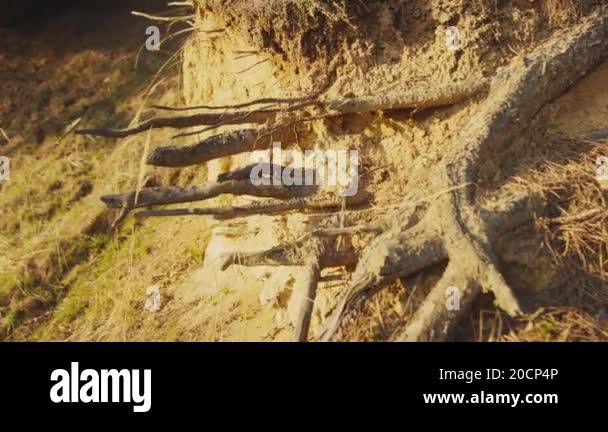 Tree roots sticking out soil Stock Videos & Footage - HD and 4K Video ...