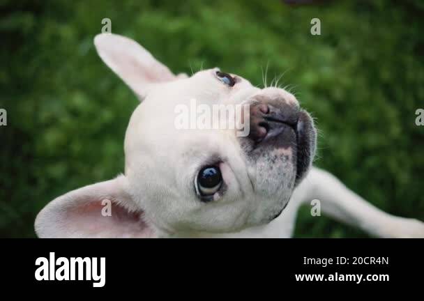 Close up hand woman fed happy white french bulldog in field sunset ...