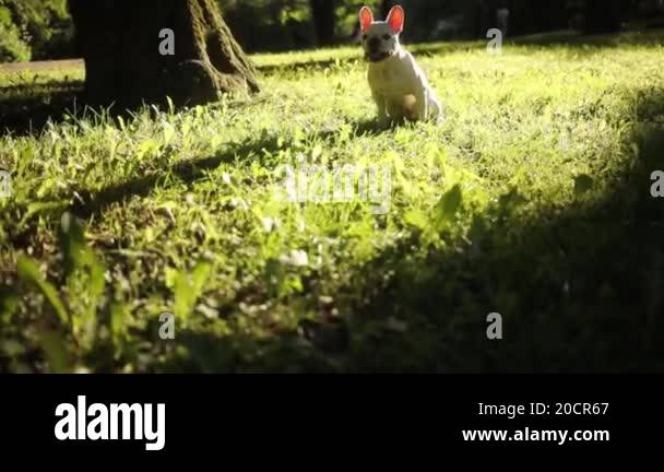 Slow motion funny white French bulldog enjoys walking running in field ...