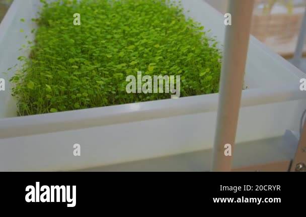 Close up fresh microgreens. Growing lettuce arugula salad.Young plant ...