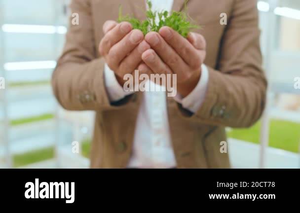 Close up hands man holds sprouts of microgreens. Fresh nutrition ...