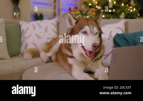 Beautiful husky dog with Christmas decorations hat use laptop. Portrait ...