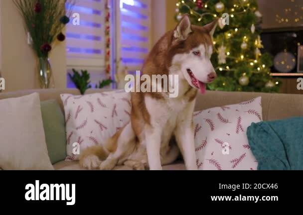 At home husky dog with blue eyes on background Christmas decorations ...
