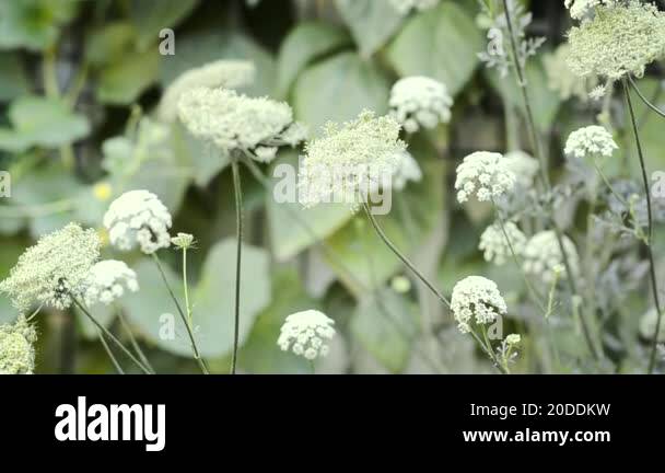Carrot flowers in an urban vegetable garden Stock Video Footage - Alamy