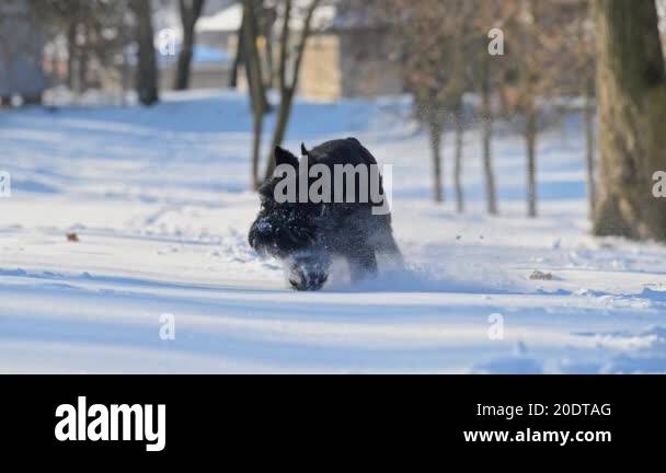 Energetic schnauzer running through snow, fluffy coat covered, joyful ...