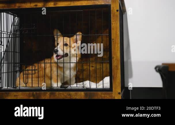 A cheerful corgi rests in a wooden crate at a veterinary grooming ...