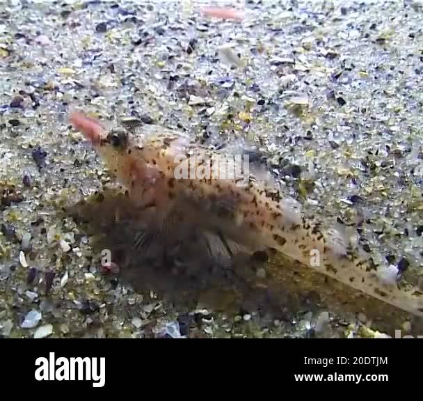 Fish catches sea worms and eats them. Marbled goby Pomatoschistus ...