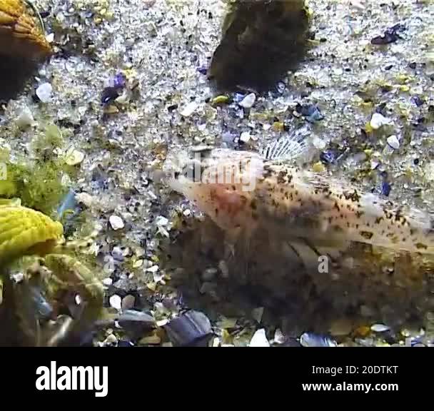 Fish catches sea worms and eats them. Marbled goby Pomatoschistus ...