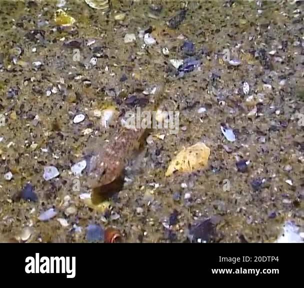 Fish catches sea worms and eats them. Marbled goby Pomatoschistus ...