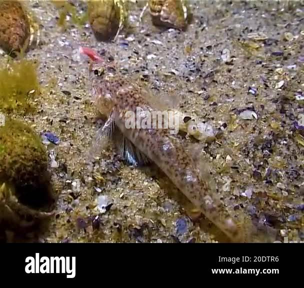 Fish catches sea worms and eats them. Marbled goby Pomatoschistus ...