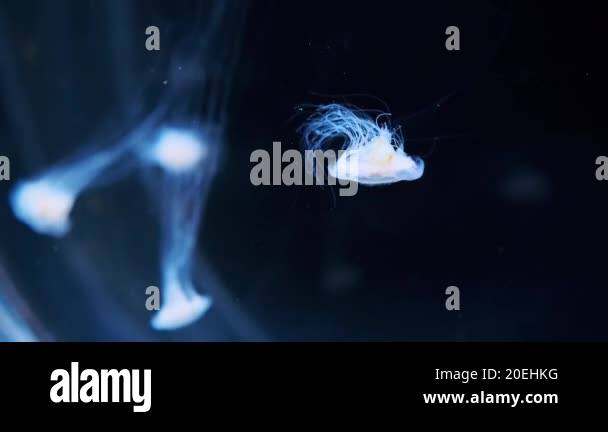 Swim dance move Stock Videos & Footage - HD and 4K Video Clips - Alamy